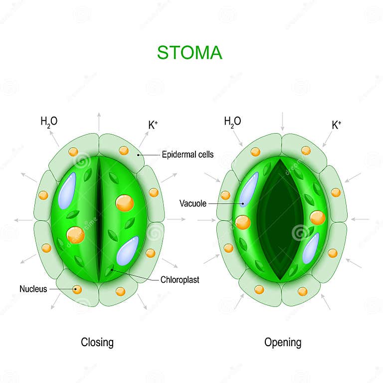 Stoma Open and Closed. Structure of Stomatal Complex Stock Vector ...