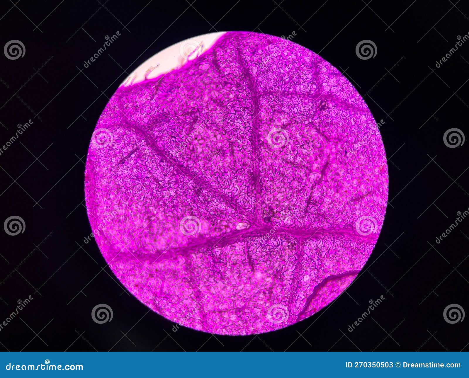 Stoma Plants Cells Find with Microscope 10x Stock Image - Image of ...