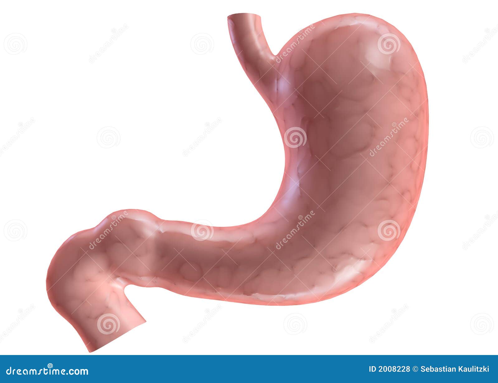 Stomach Royalty Free Stock Photos - Image: 2008228