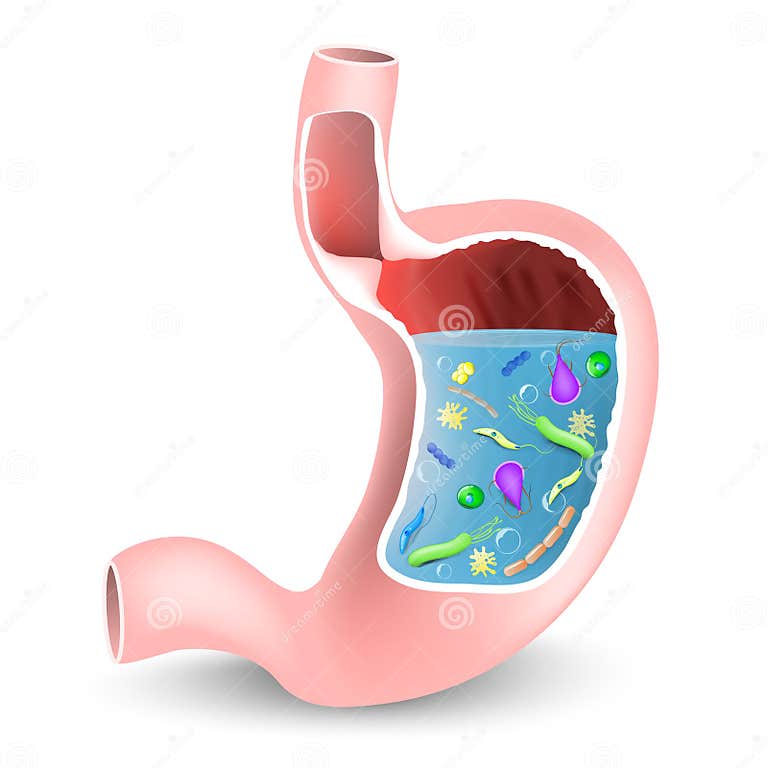 Stomach with Bacteria and Other Microbes Stock Vector - Illustration of ...