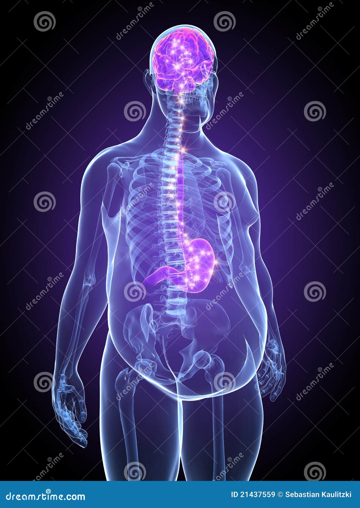Stomach brain connection stock illustration. Illustration of hungry ...