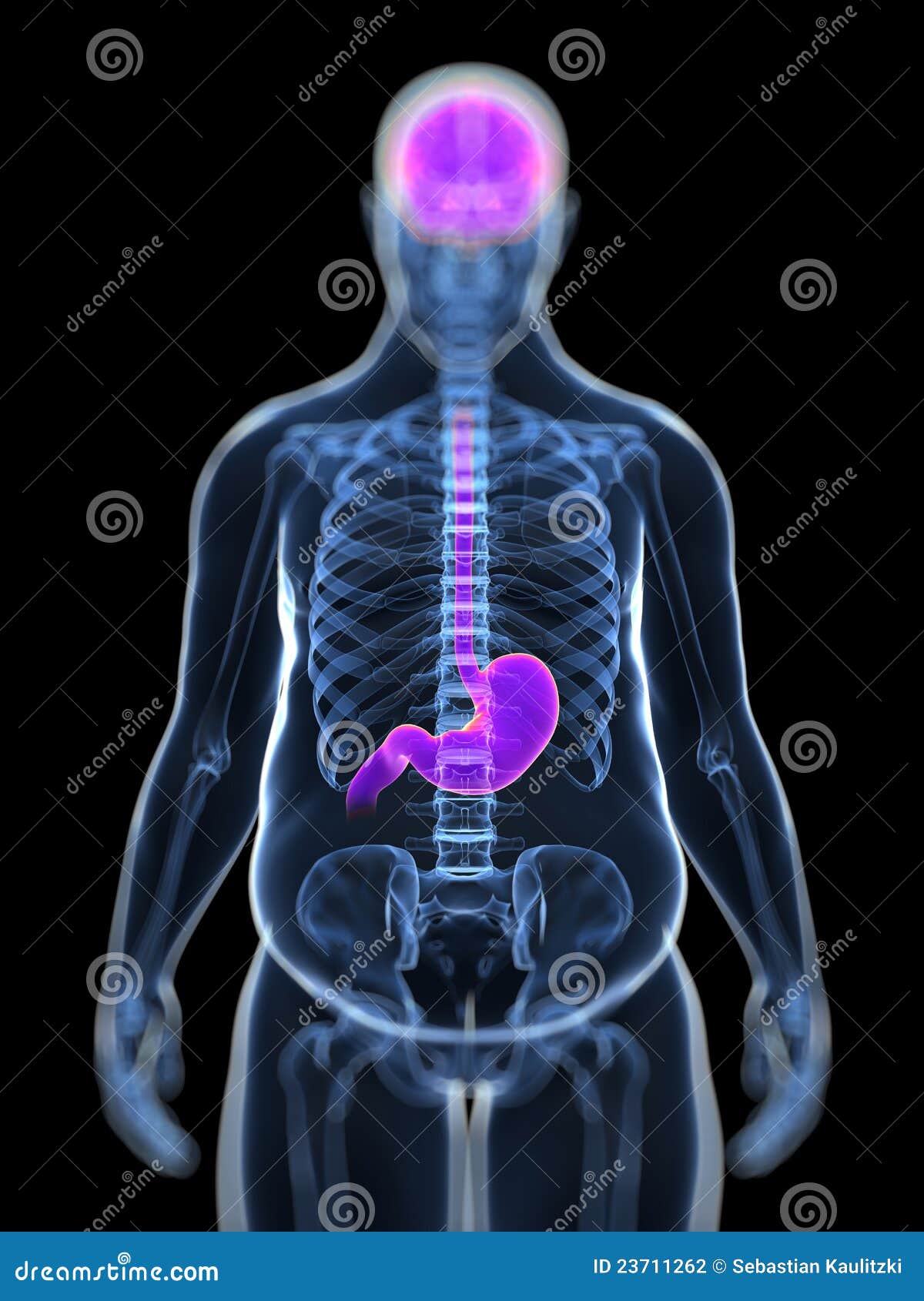 Stomach-brain connection stock illustration. Illustration of science ...