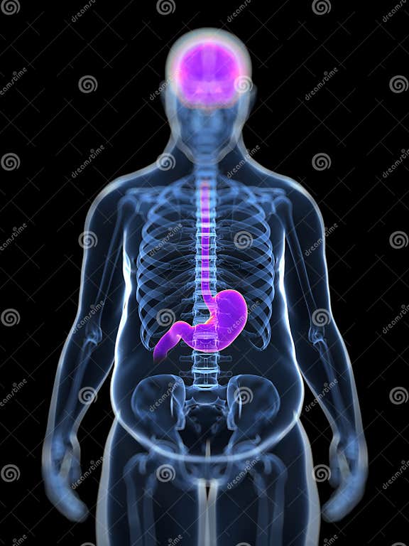 Stomach-brain connection stock illustration. Illustration of science ...