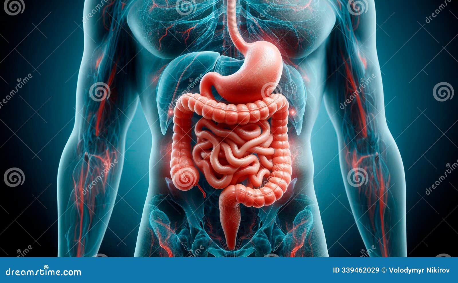 Stomach Close Up, Concept of Healthy Digestion and Digestive System ...