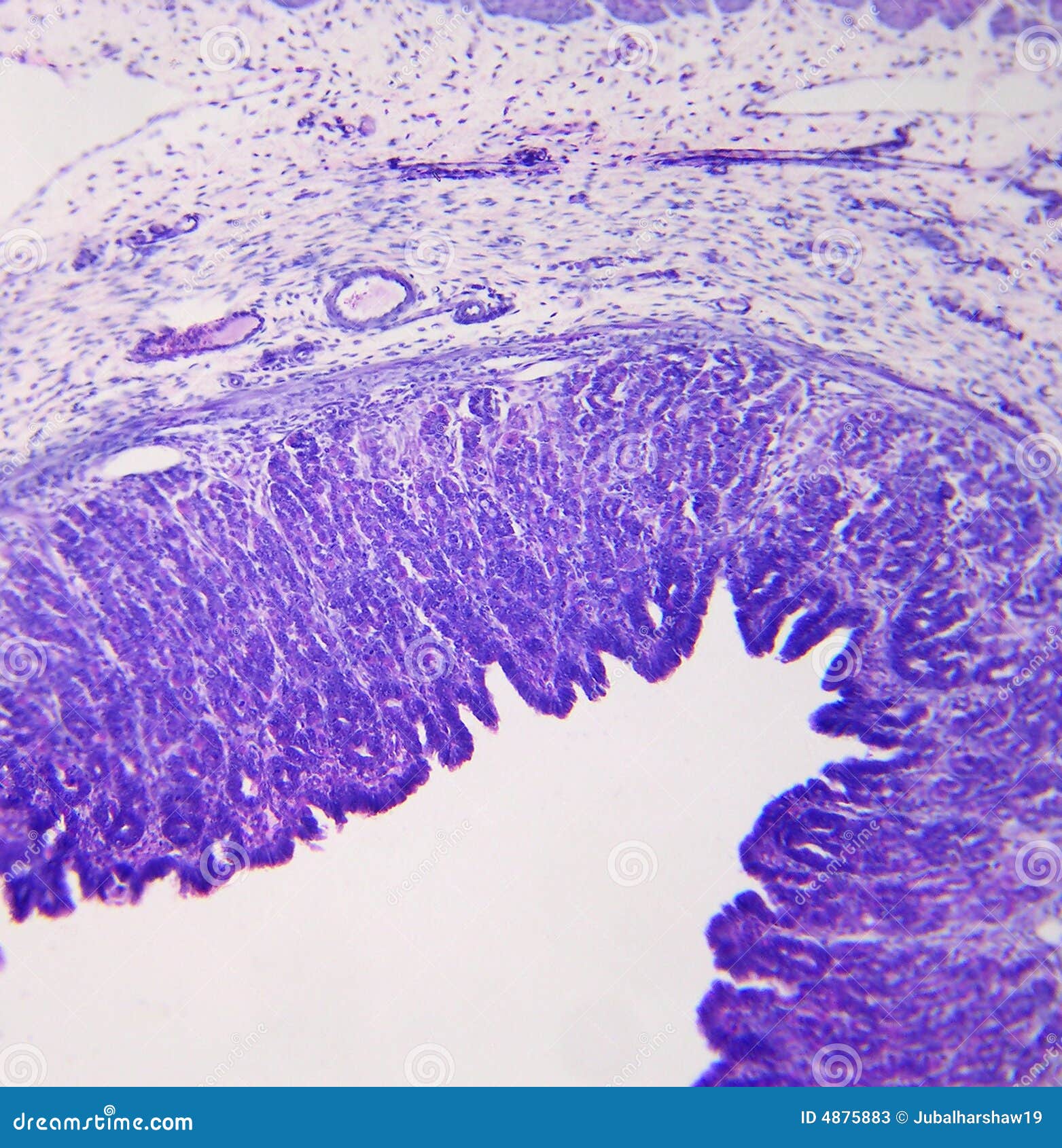 Stomach Cross Section-medium Power Stock Photos - Image: 4875883