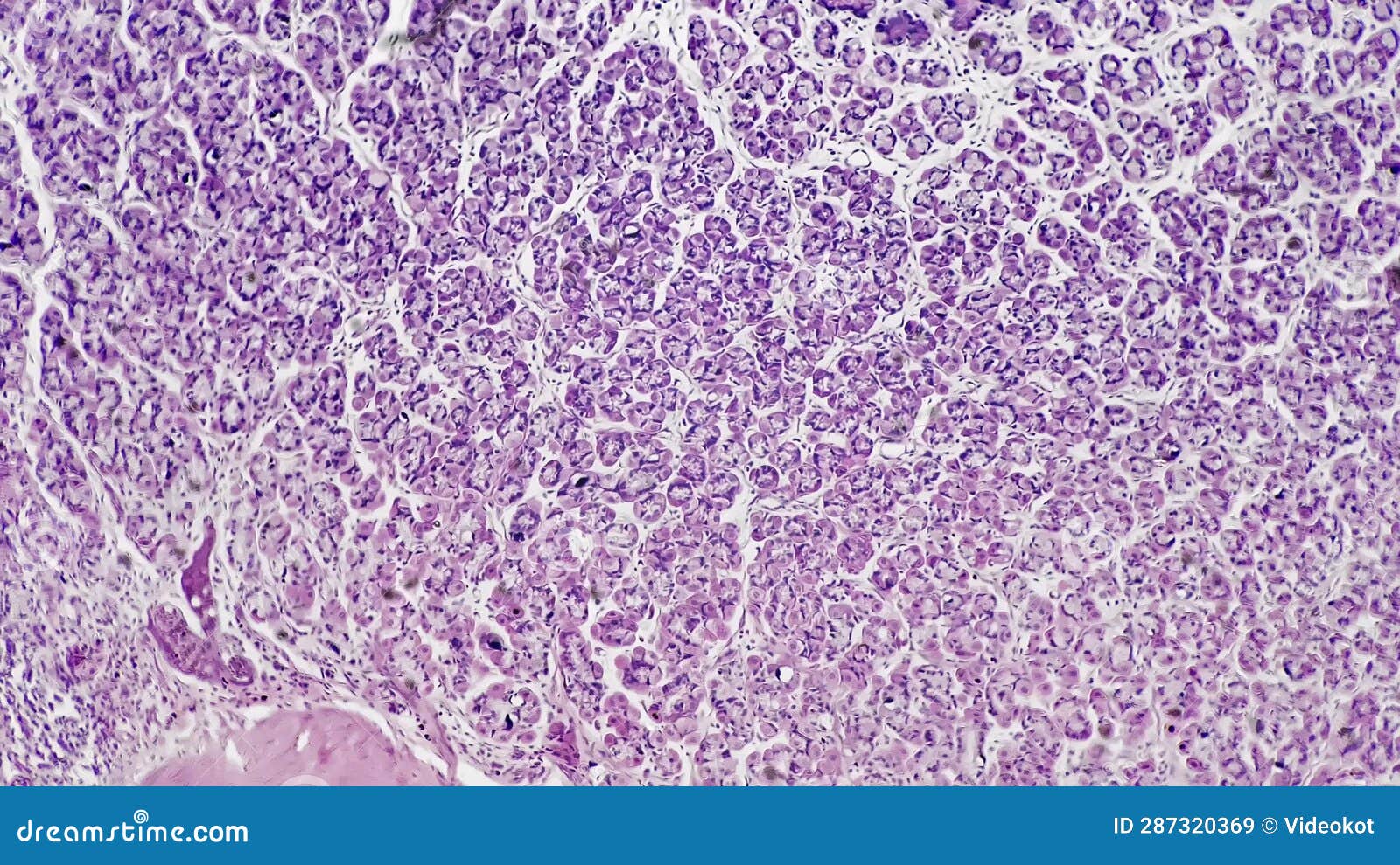 Stomach Fundic Portion in Section Filmed Under Microscope 200x on ...