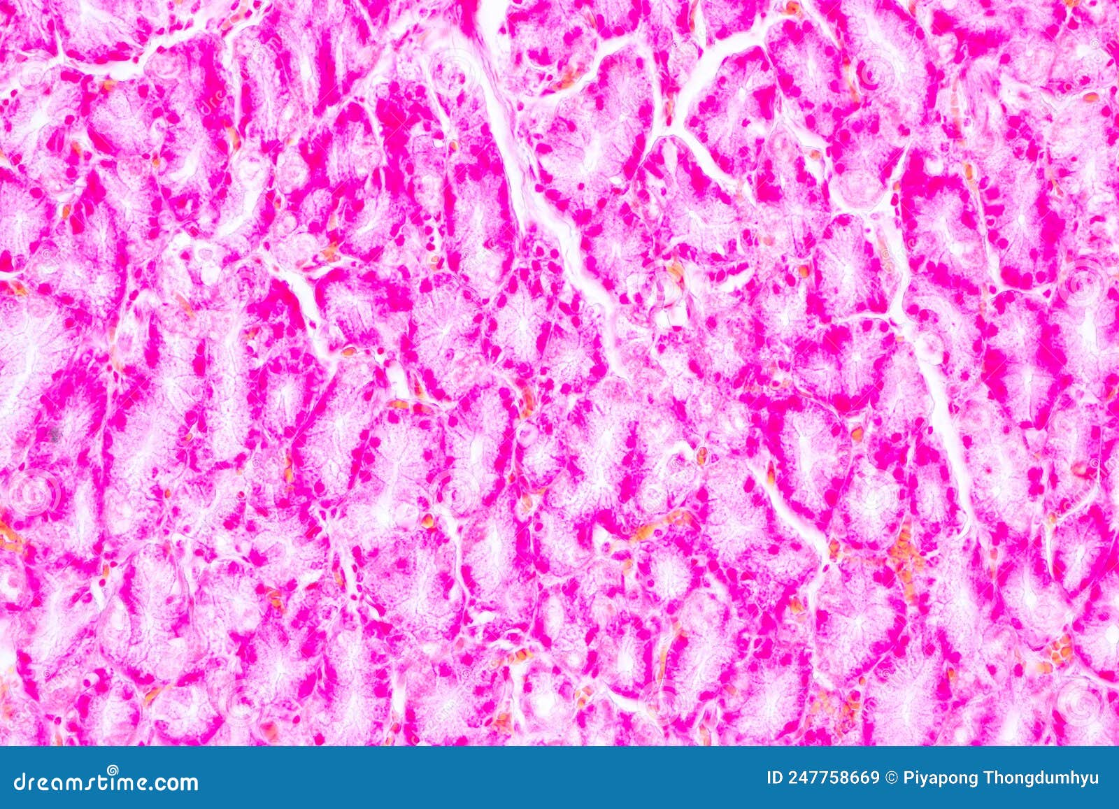 Tissue of Stomach Human Under the Microscope in Lab. Stock Image ...