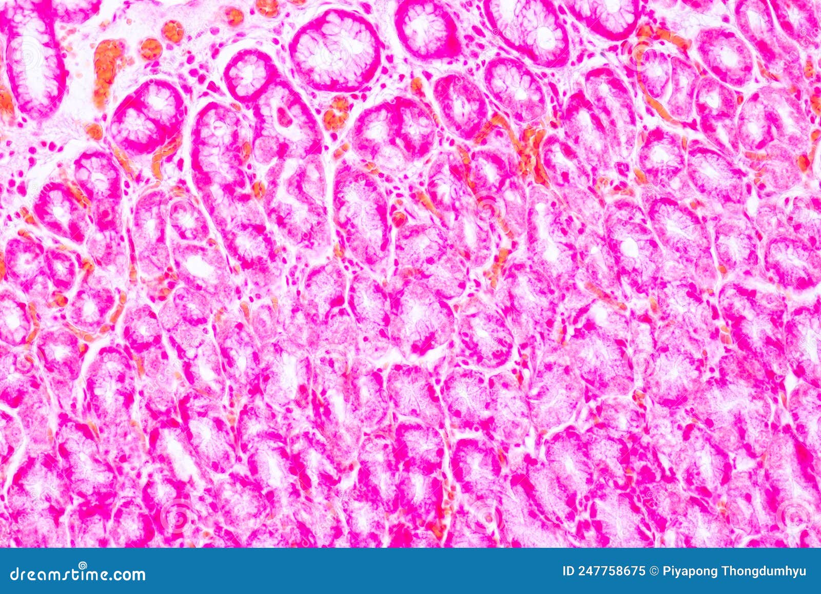 Tissue of Stomach Human Under the Microscope in Lab. Stock Image ...