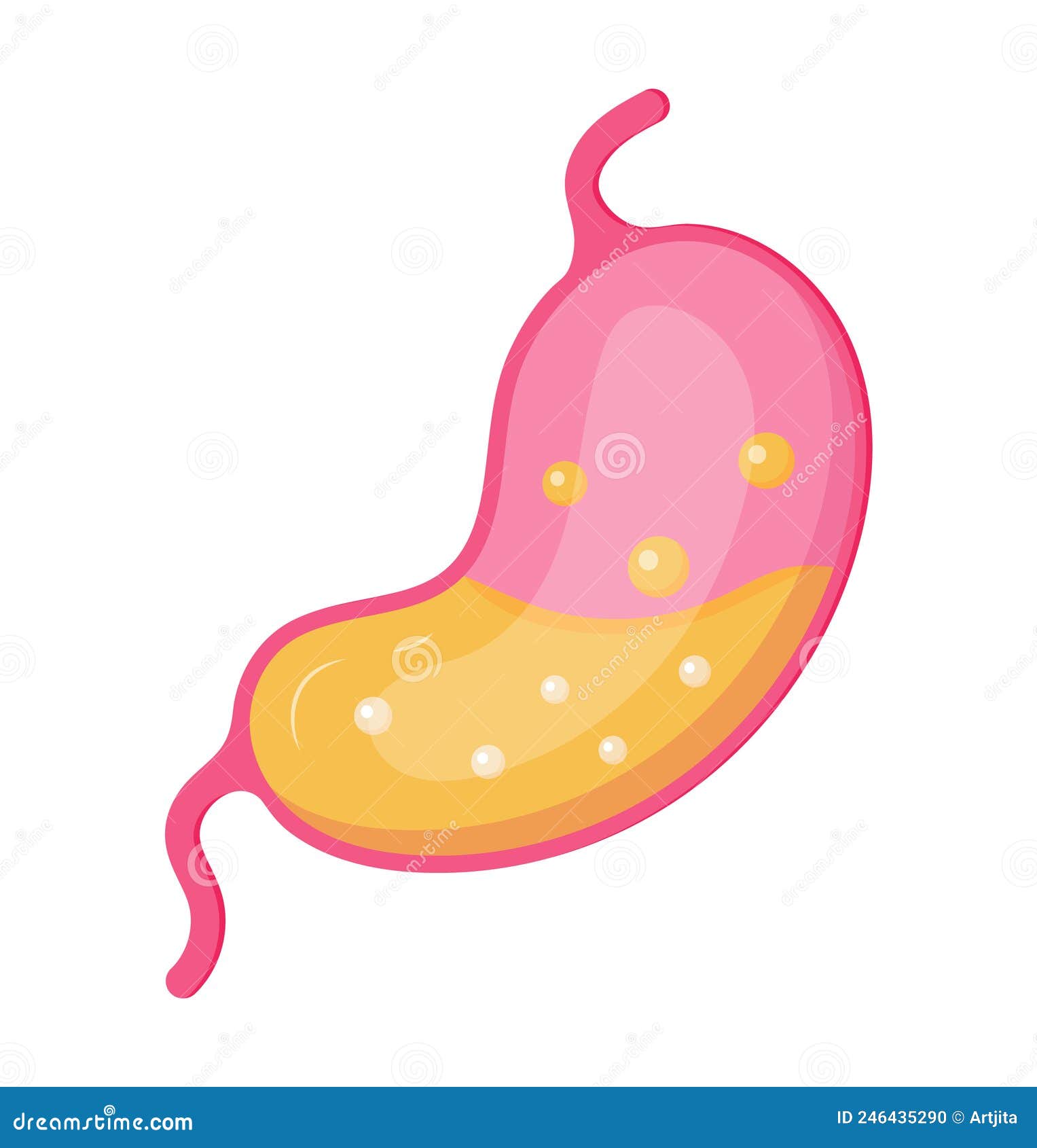 Stomach Flora. Digestive System, Tract With Bacteria, Virus ...