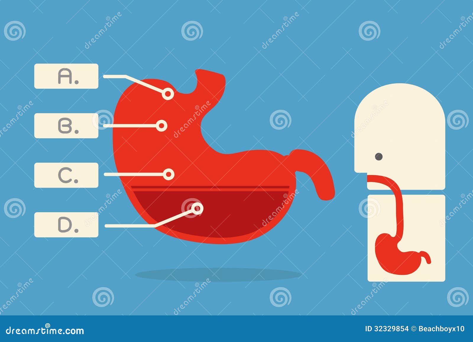 Stomach infographics stock vector. Illustration of eating - 32329854