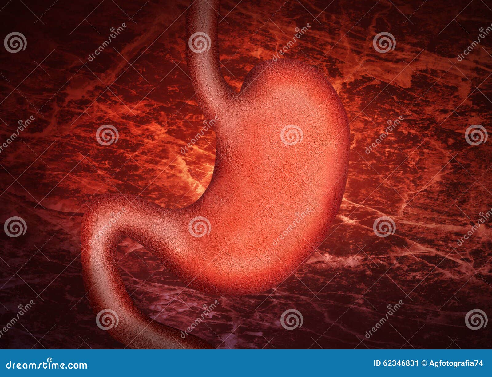 Stomach Tissues Types Infographic Diagram Cartoon Vector ...