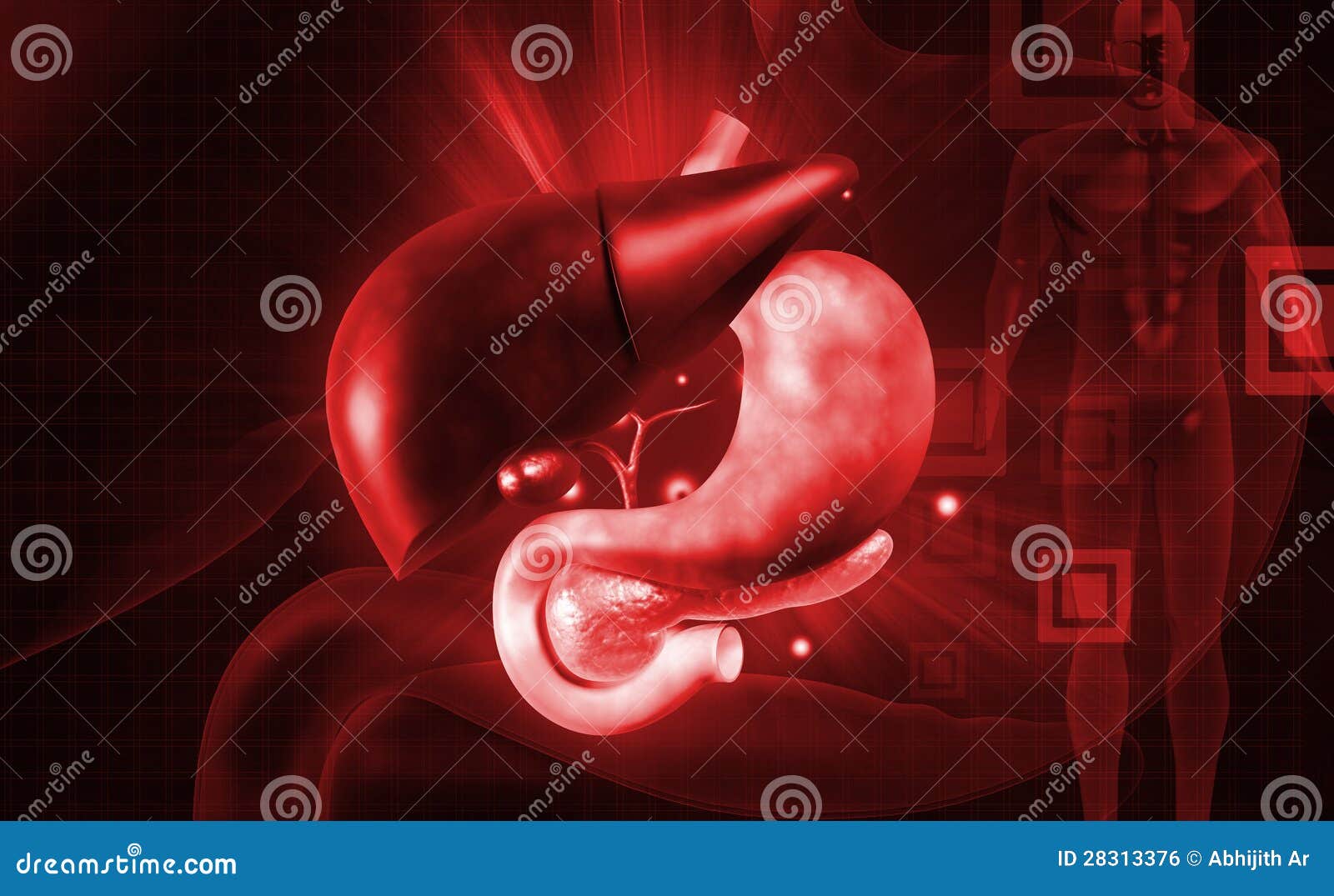 Stomach and liver stock illustration. Illustration of eps10 - 28313376