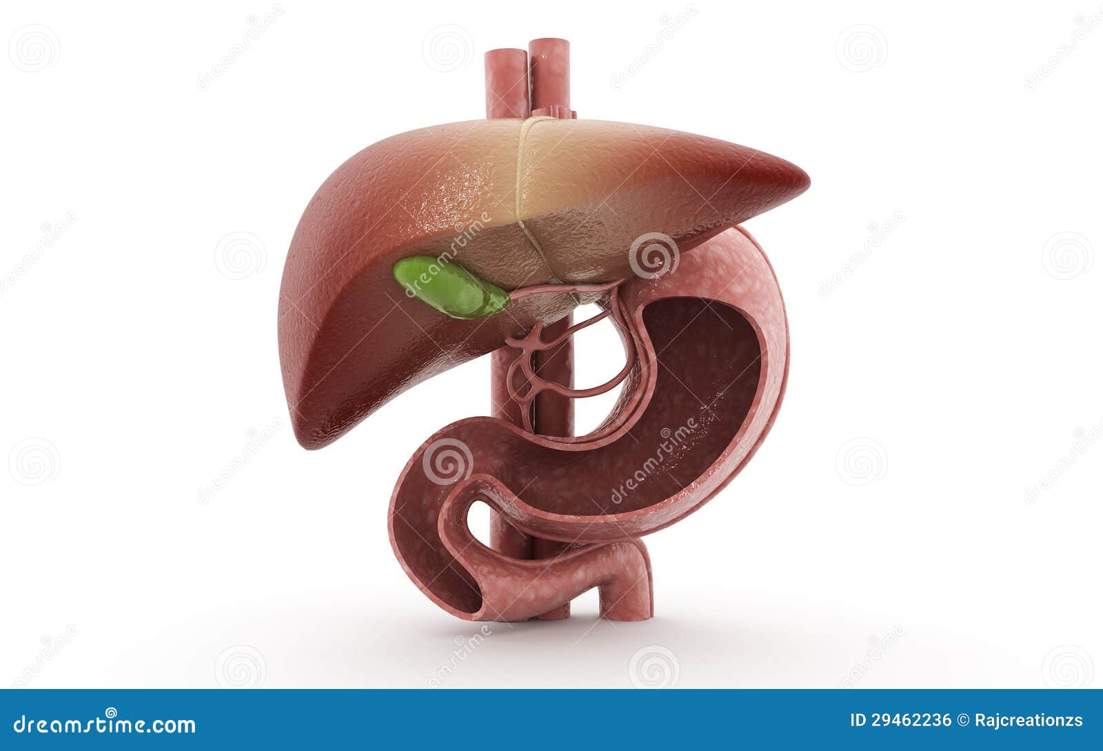 Stomach and liver stock illustration. Illustration of colour - 29462236