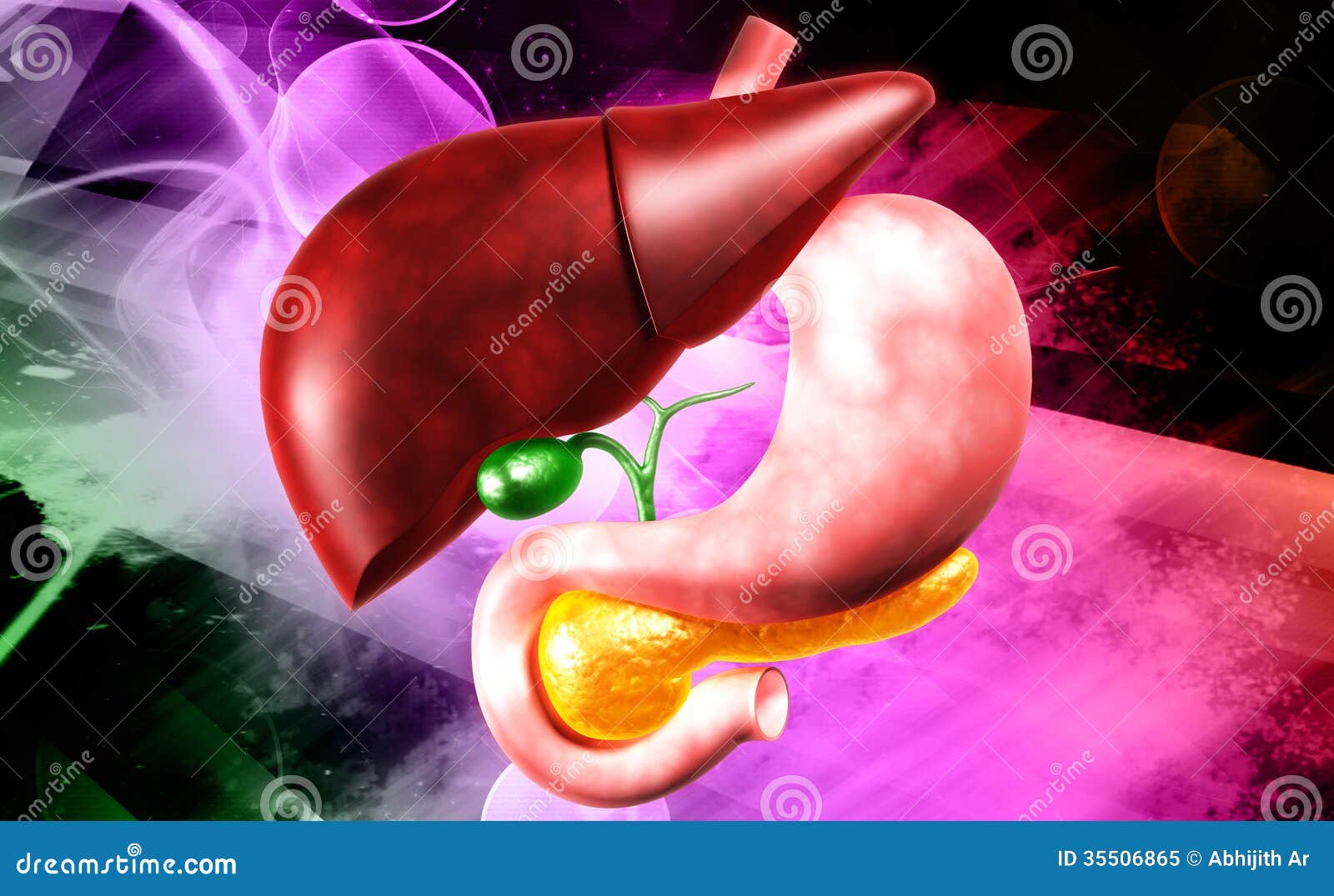 Stomach and liver stock illustration. Illustration of eps10 - 35506865