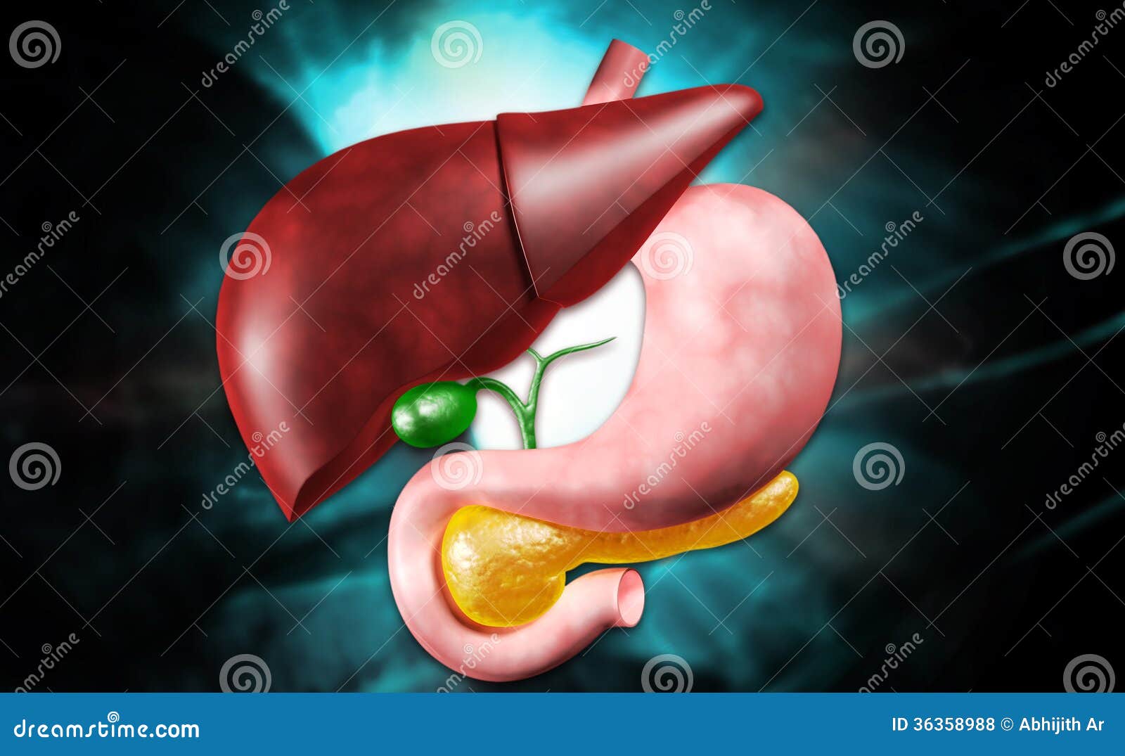 Stomach and liver stock illustration. Illustration of organ - 36358988