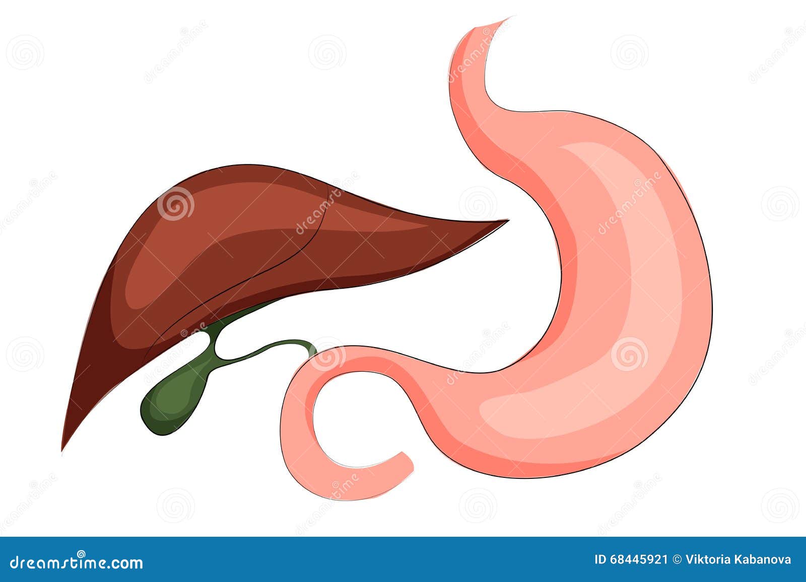 Gall Bladder And Bile Ducts, Vintage Illustration | CartoonDealer.com ...
