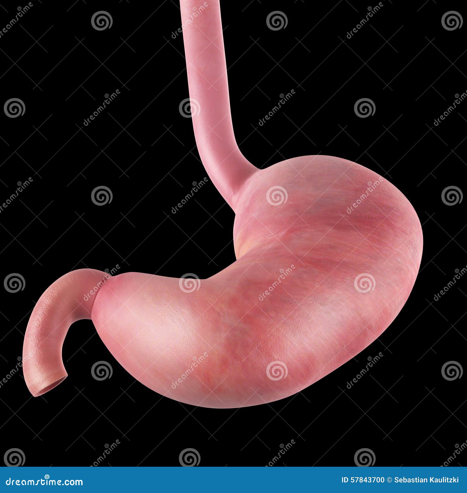 The stomach stock illustration. Illustration of human - 57843700