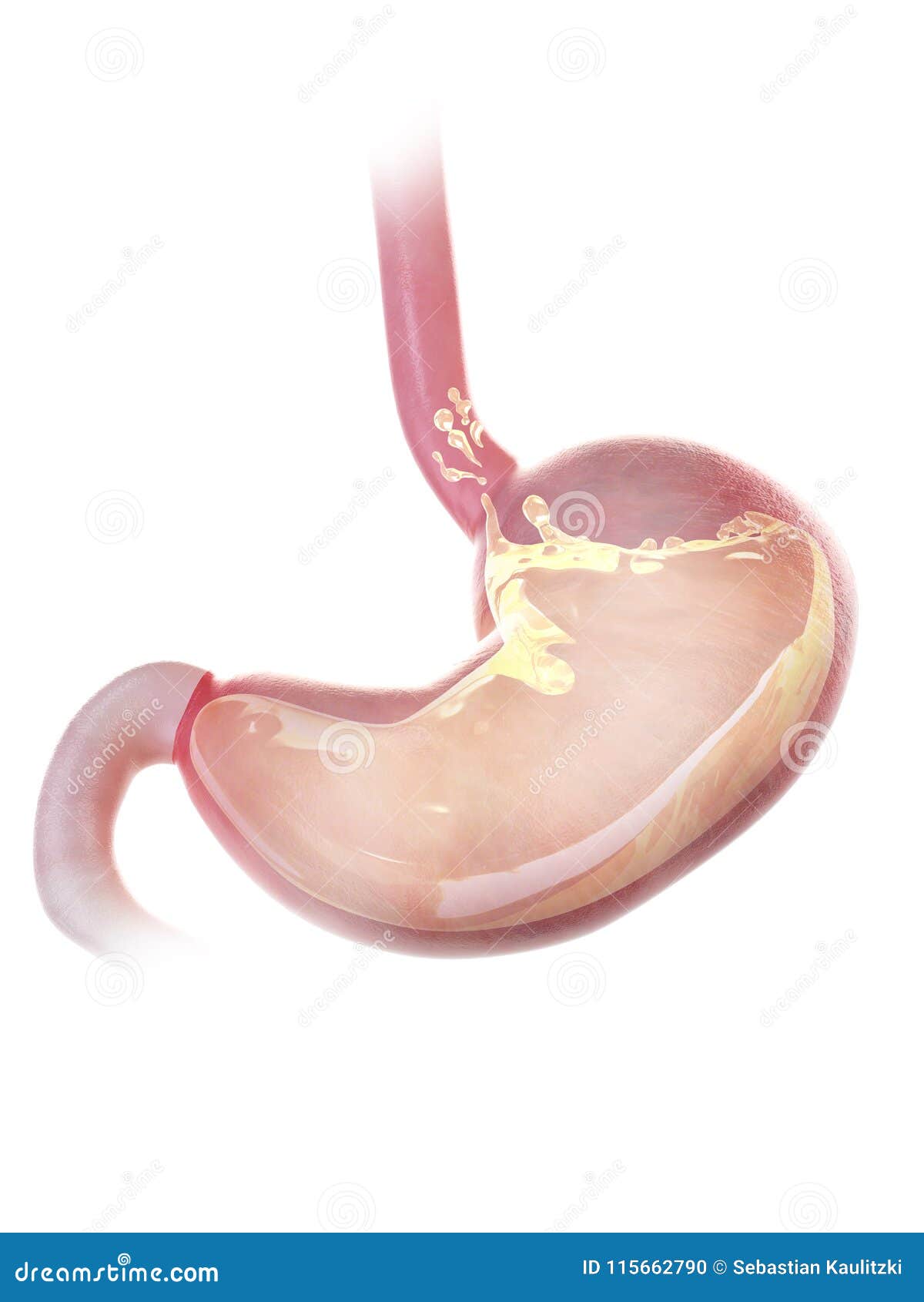 A stomach section stock illustration. Illustration of rendering - 115662790