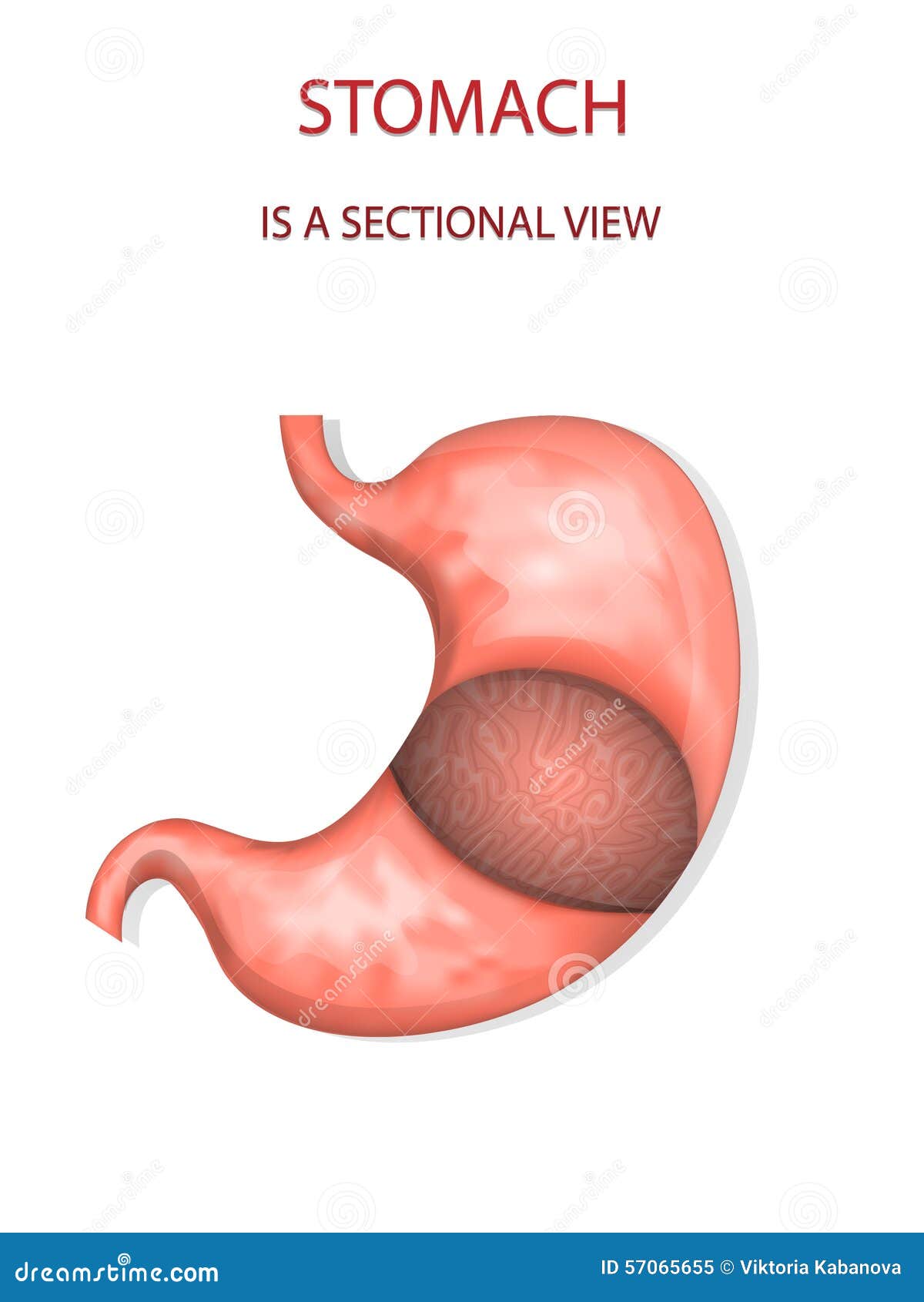 Stomach,sectional view stock vector. Illustration of dyspepsia - 57065655