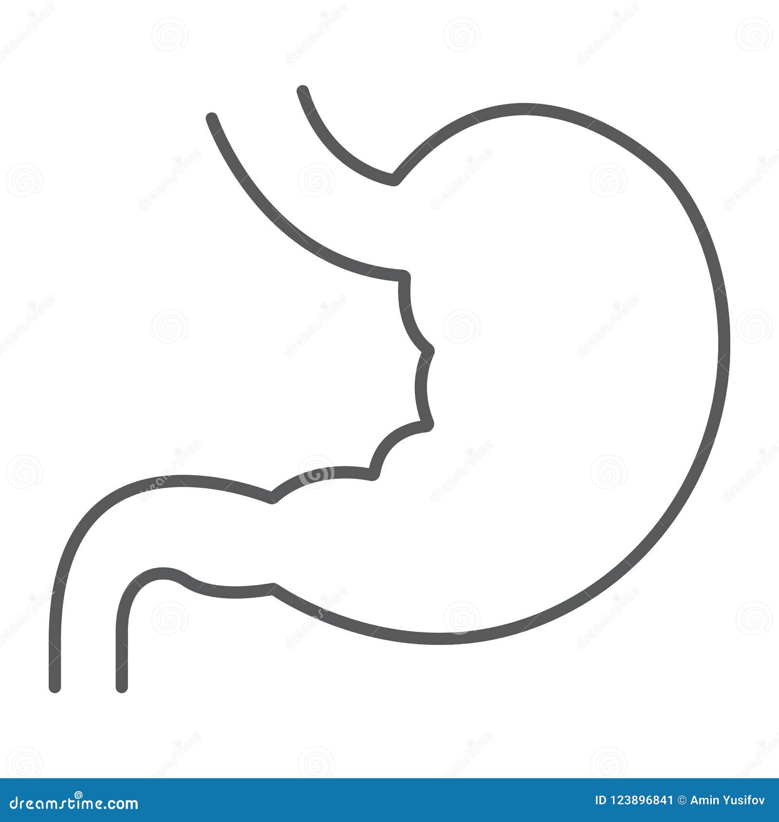 Stomach Thin Line Icon, Anatomy and Biology Stock Vector - Illustration ... Stomach Thin Line Icon, Anatomy and Biology Stock Vector - Illustration ...
