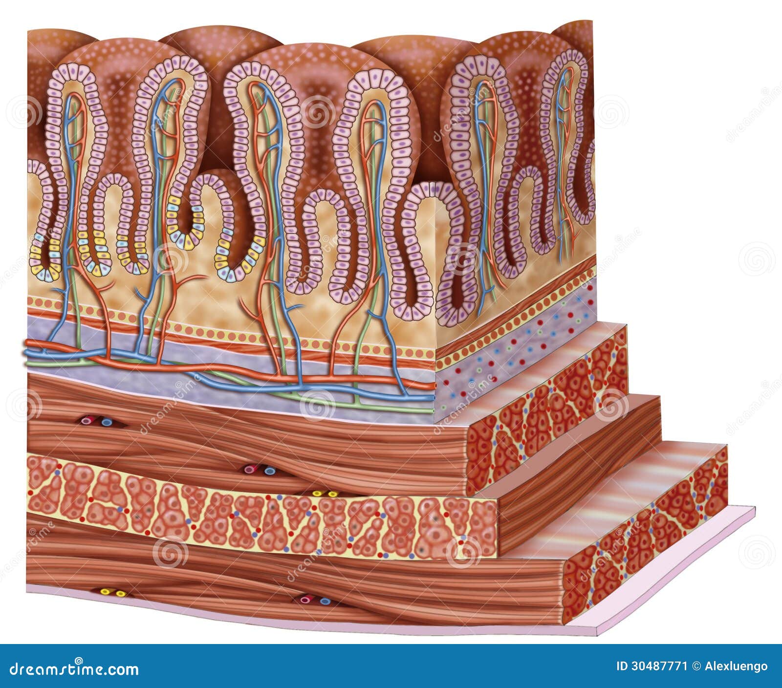 Stomach wall stock illustration. Illustration of tunica - 30487771 Stomach wall stock illustration. Illustration of tunica - 30487771