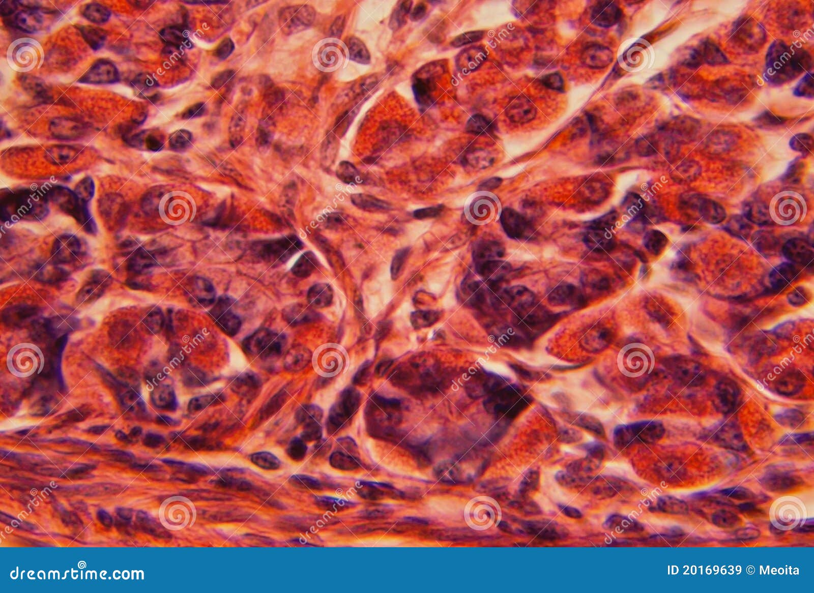 Stomach Wall Under a Microscope Stock Image - Image of layer, cellular ...