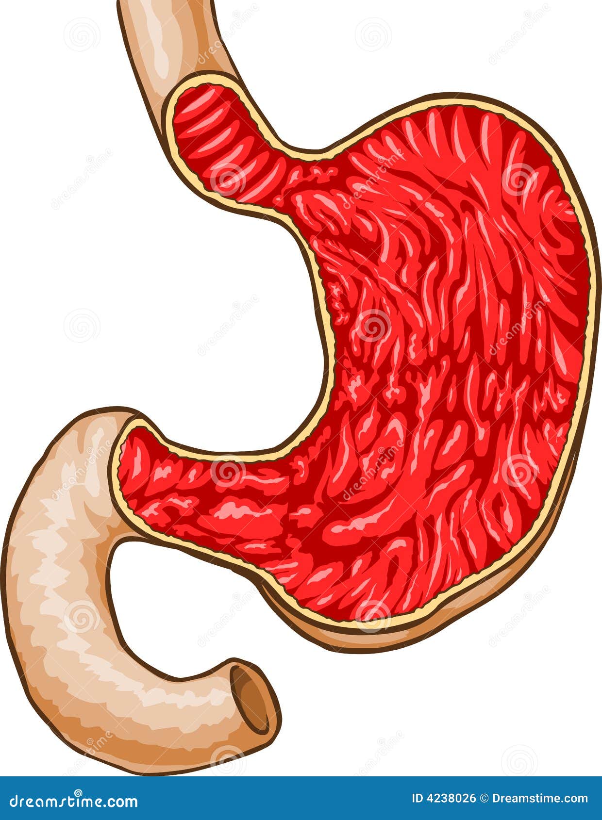 Stomaco illustrazione vettoriale. Illustrazione di anatomico - 4238026
