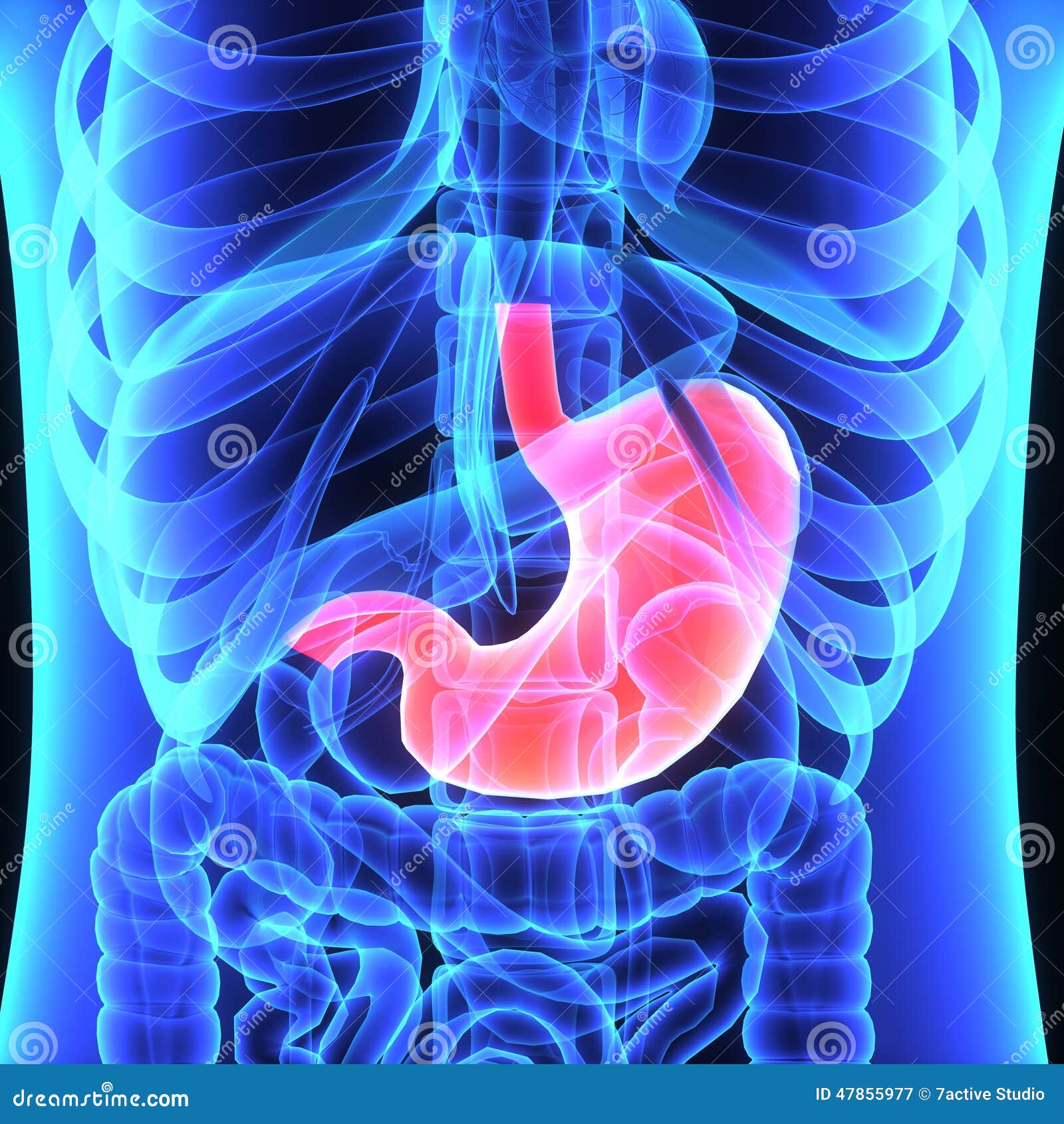 Stomaco illustrazione di stock. Illustrazione di gastrico - 47855977