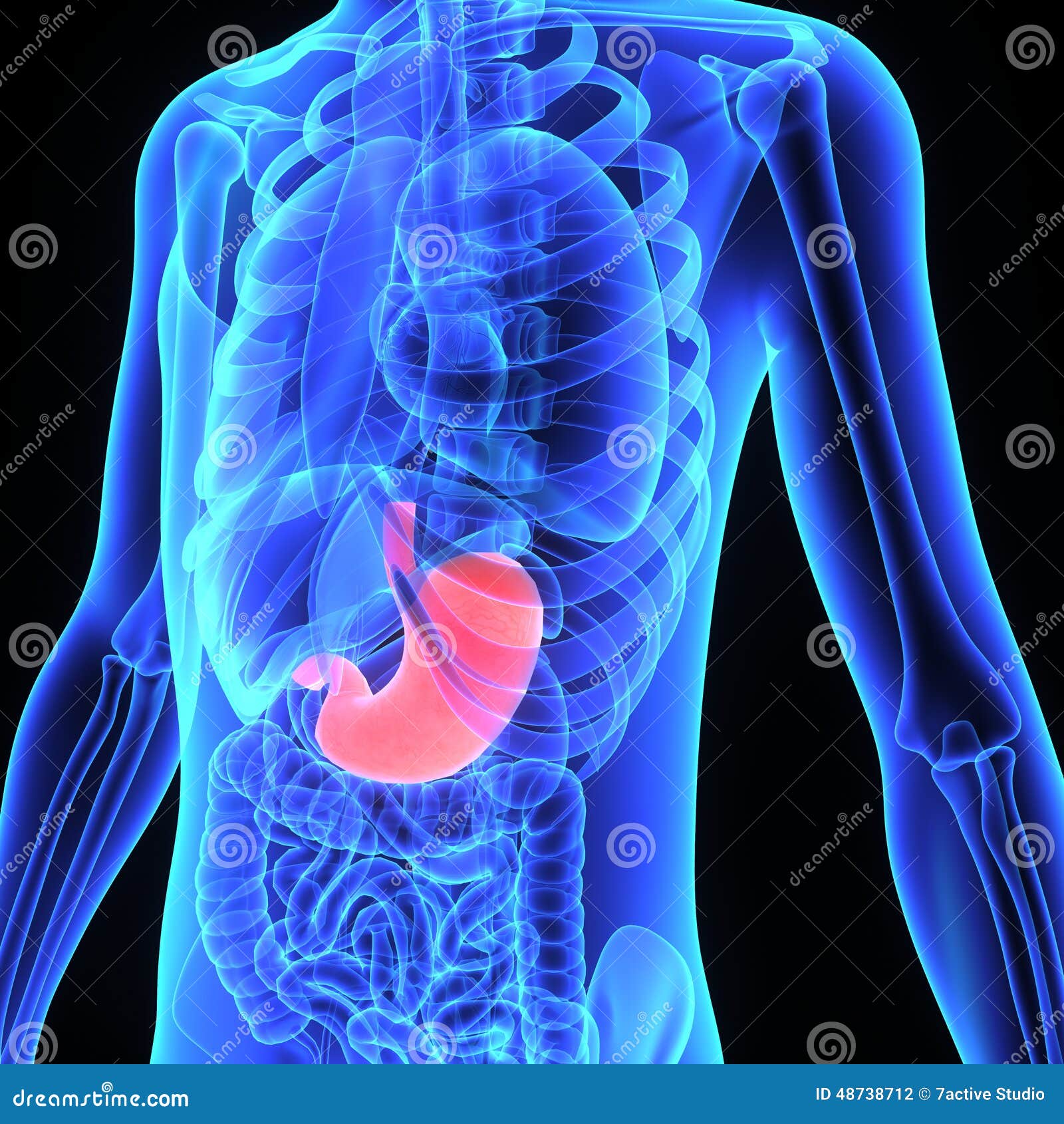 Stomaco illustrazione di stock. Illustrazione di addome - 48738712