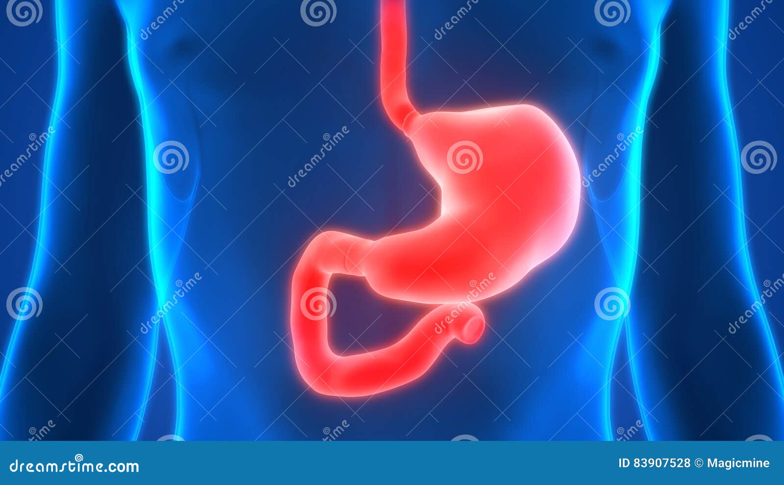 Stomaco Di Anatomia Dell'apparato Digerente Umano Illustrazione di ...