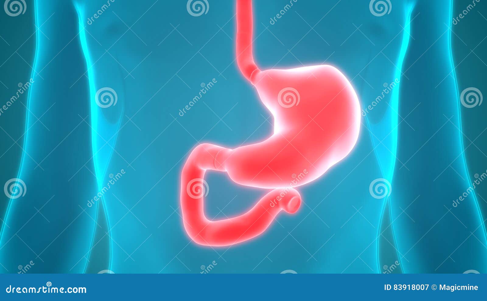 Stomaco Di Anatomia Dell'apparato Digerente Umano Illustrazione di ...