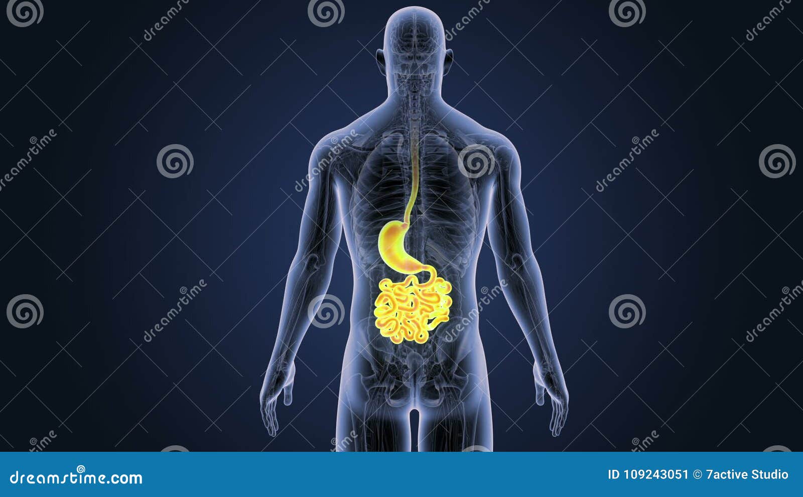 Stomaco E Intestino Tenue Con Anatomia Archivi Video - Video di ...