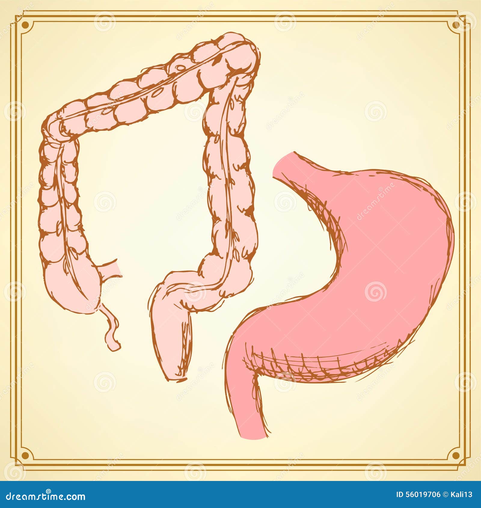 Stomaco E Retto Di Schizzo Nello Stile D'annata Illustrazione di Stock ...