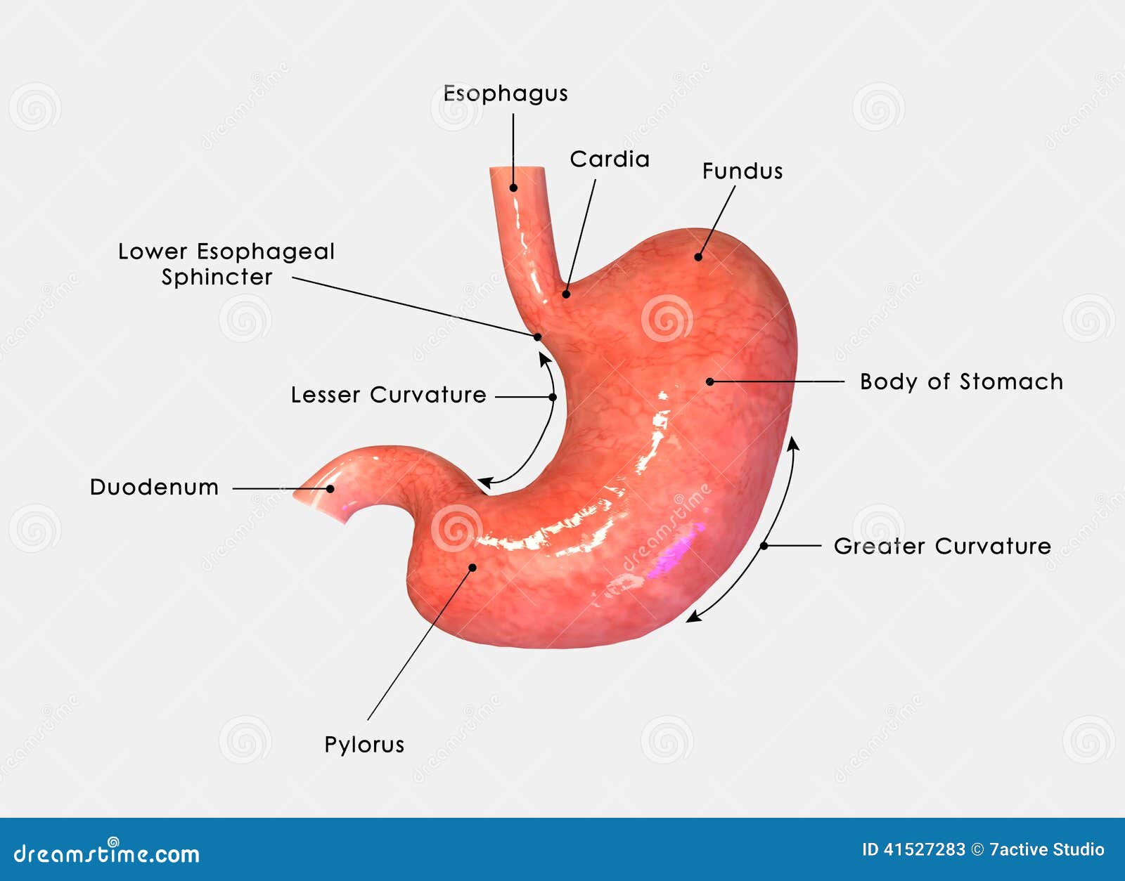 Stomaco identificato illustrazione di stock. Illustrazione di interno ...