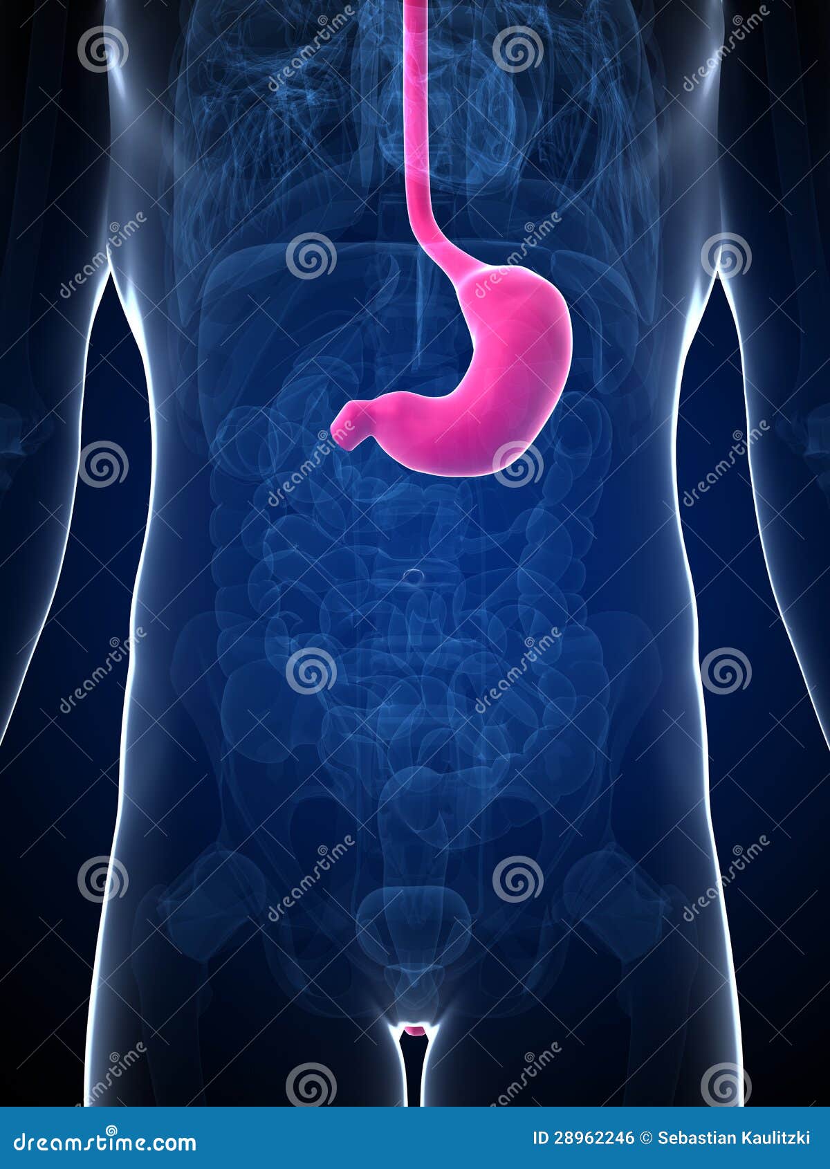 Stomaco Maschio Evidenziato Illustrazione di Stock - Illustrazione di ...