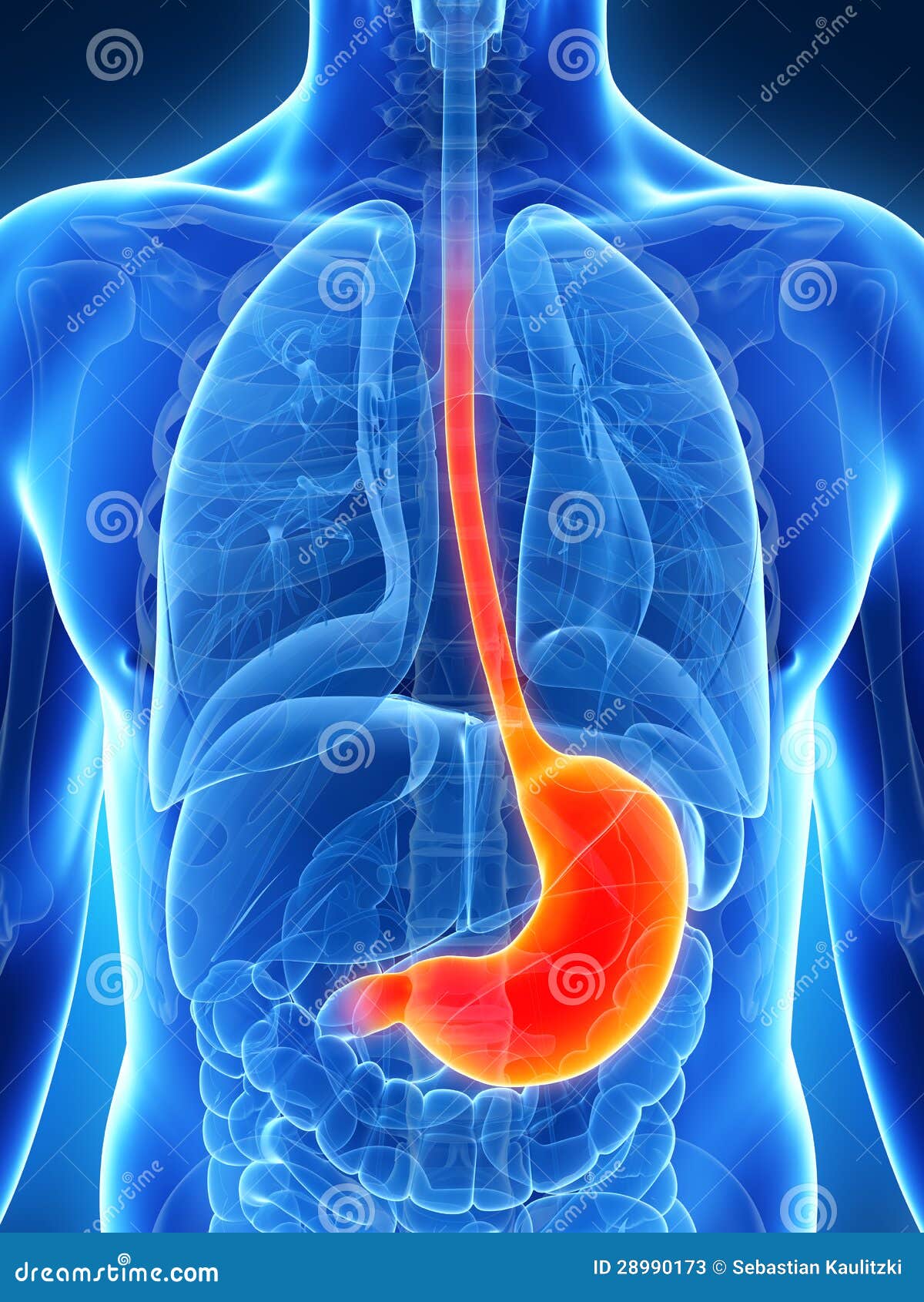 Stomaco Maschio Evidenziato Illustrazione di Stock - Illustrazione di ...