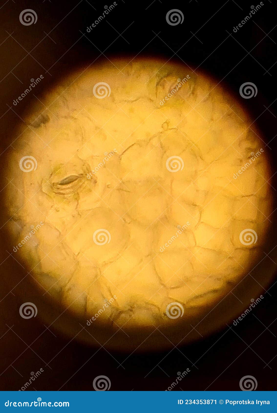 Stomata Of Ficus Leaf Under The Microscope Stock Image | CartoonDealer ...