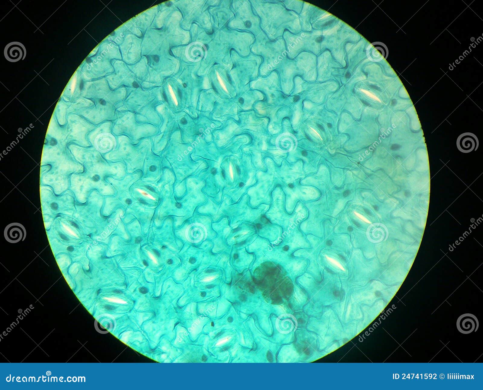 Stomata on a Leaf stock photo. Image of cellular, mitosis - 24741592