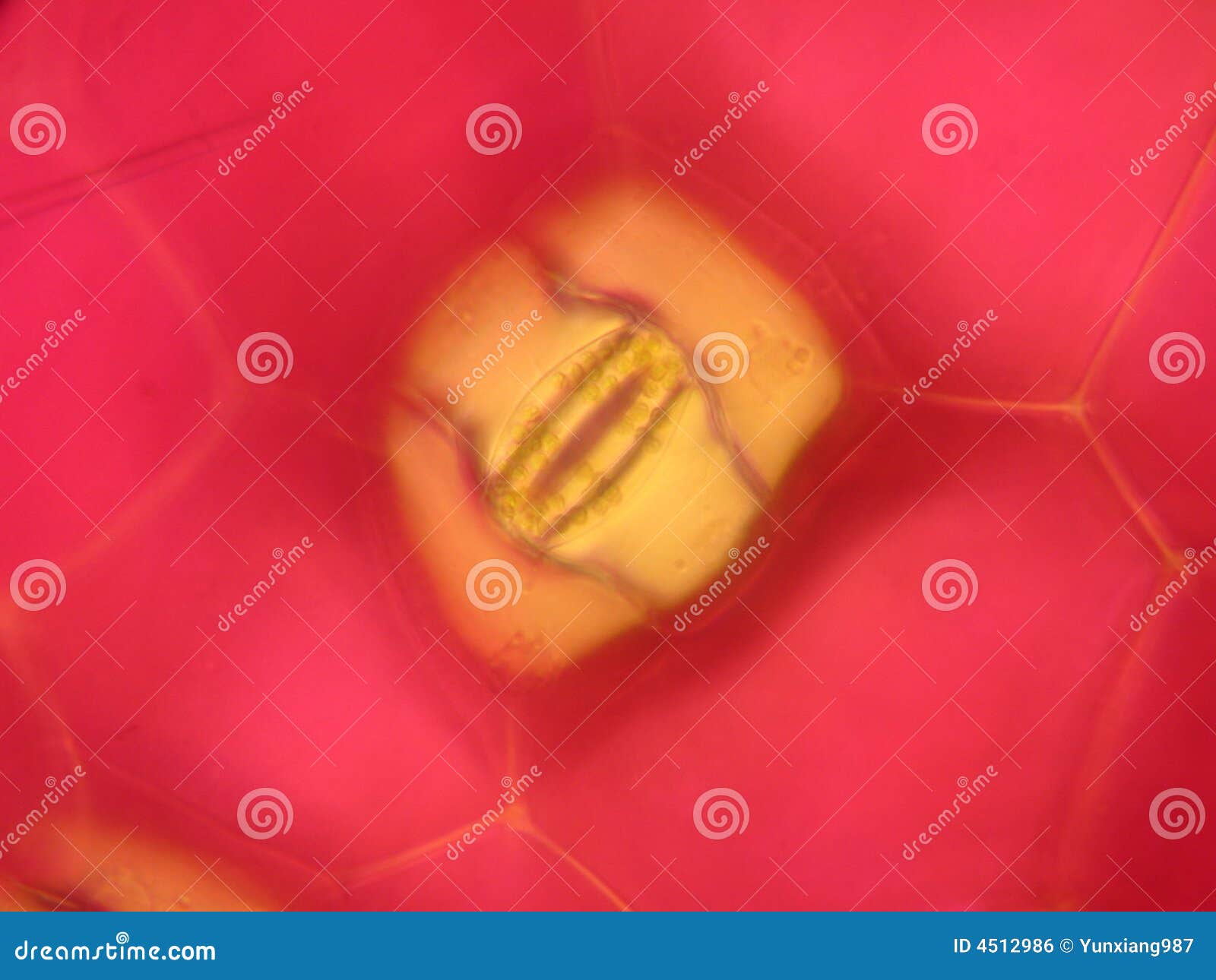 Stomata op een ui stock foto. Image of microscoop, verdun - 4512986