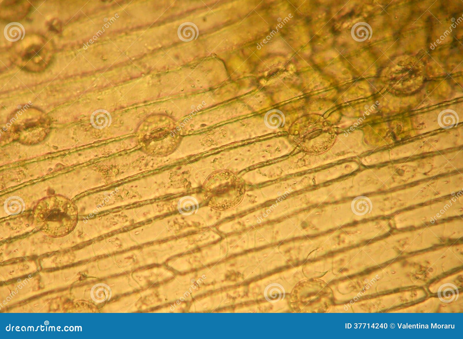 Stomata - Optical Microscopy Stock Photo - Image of cellular, garlic ...