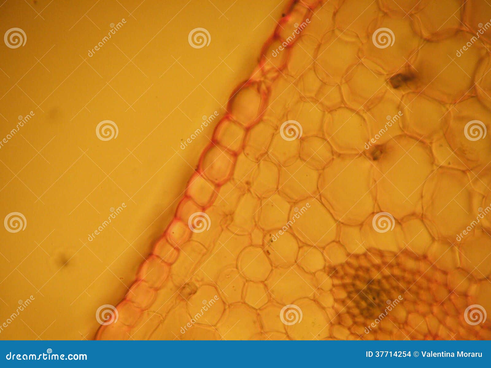 Tissues Of Iris Root, Microscopical Structure Royalty-Free Stock Image ...