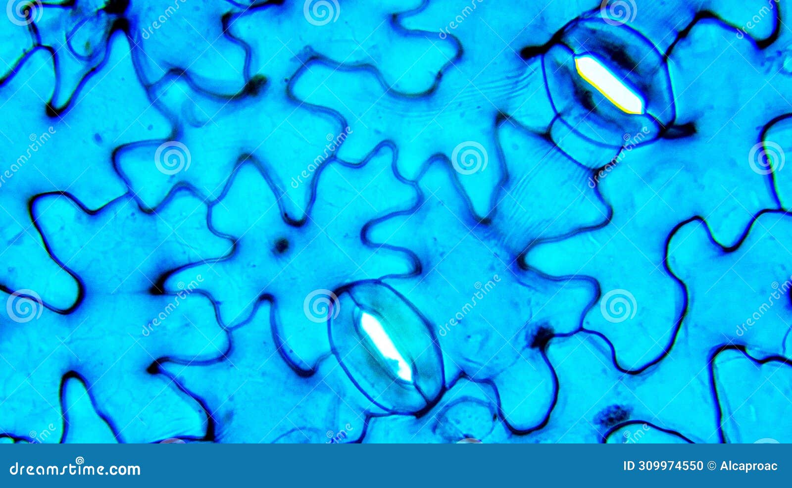 Stomata Vicia stock photo. Image of magnification, abstract - 309974550