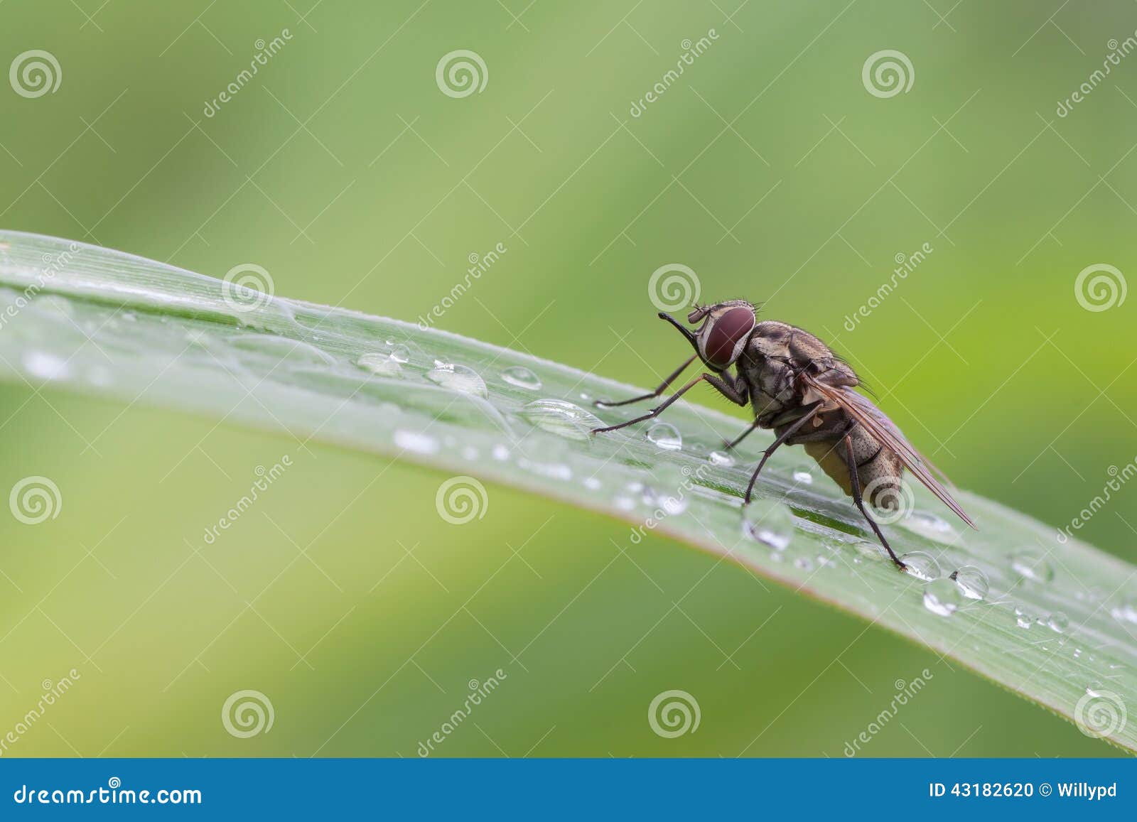 Stomoxys calcitrans stock photo. Image of green, biting - 43182620