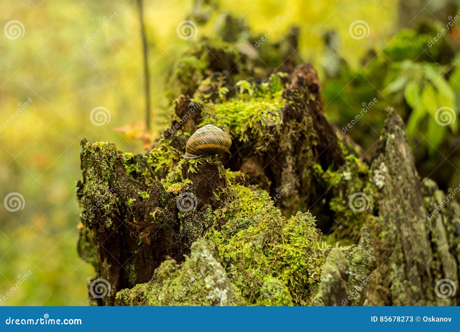 Stomp met mos in het bos stock afbeelding. Image of milieu - 85678273