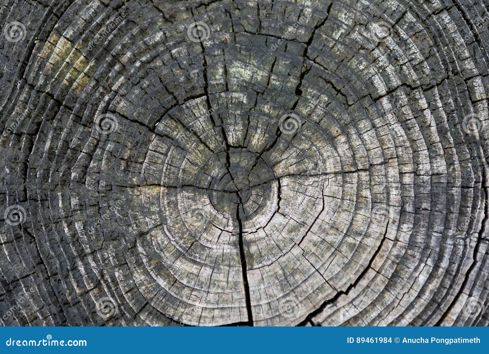 Stomp tree texture stock photo. Image of object, industry - 89461984