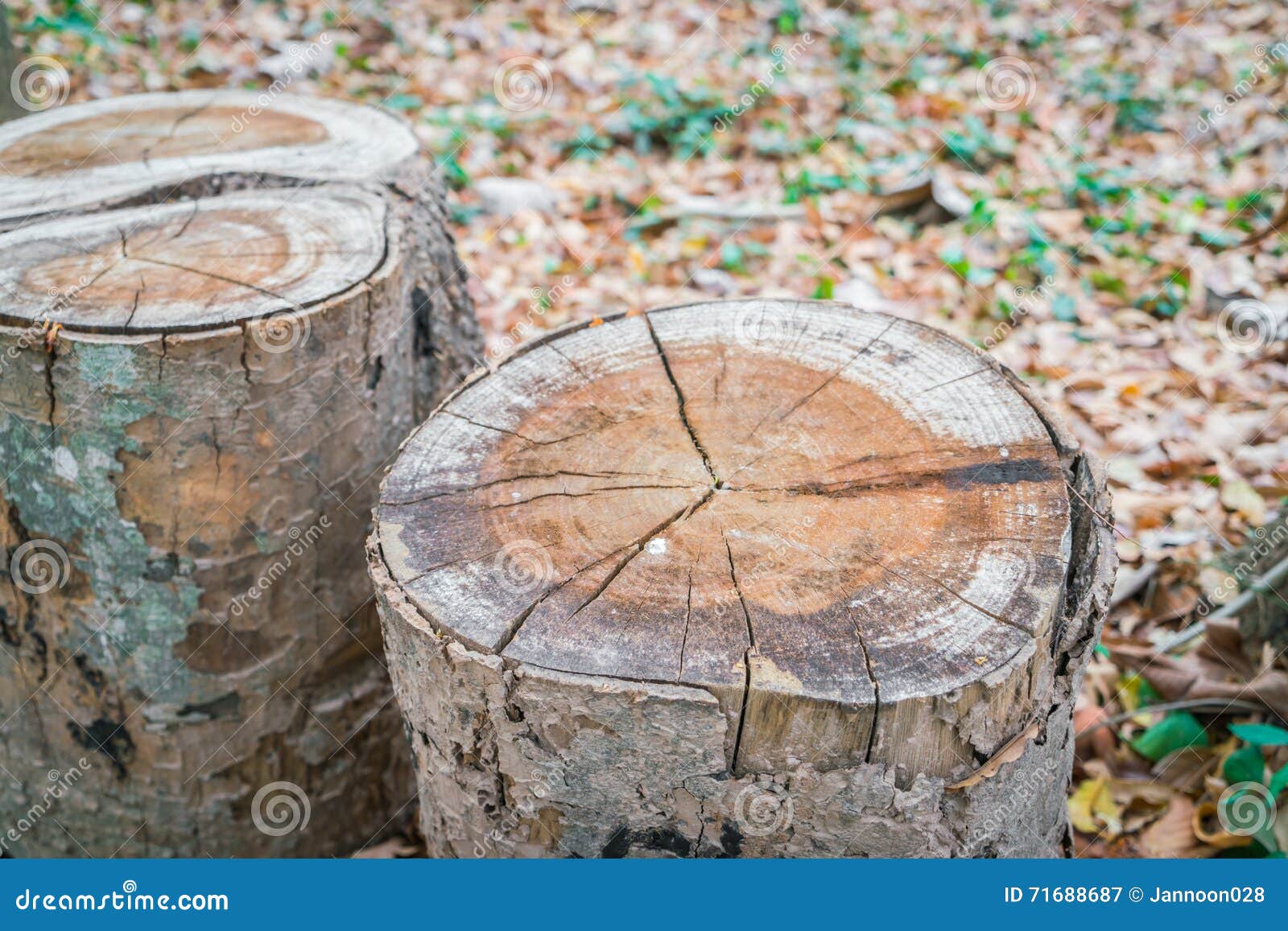Stomp van boom stock afbeelding. Image of jaren, geweven - 71688687