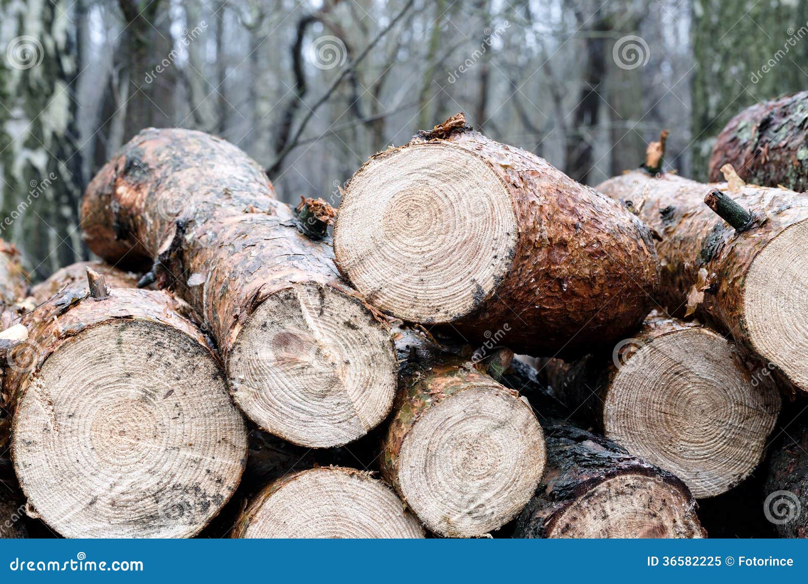 Stompen in het bos stock afbeelding. Image of schors - 36582225