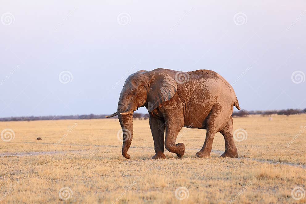 Stompy the elephant stock photo. Image of hair, grey - 32793364