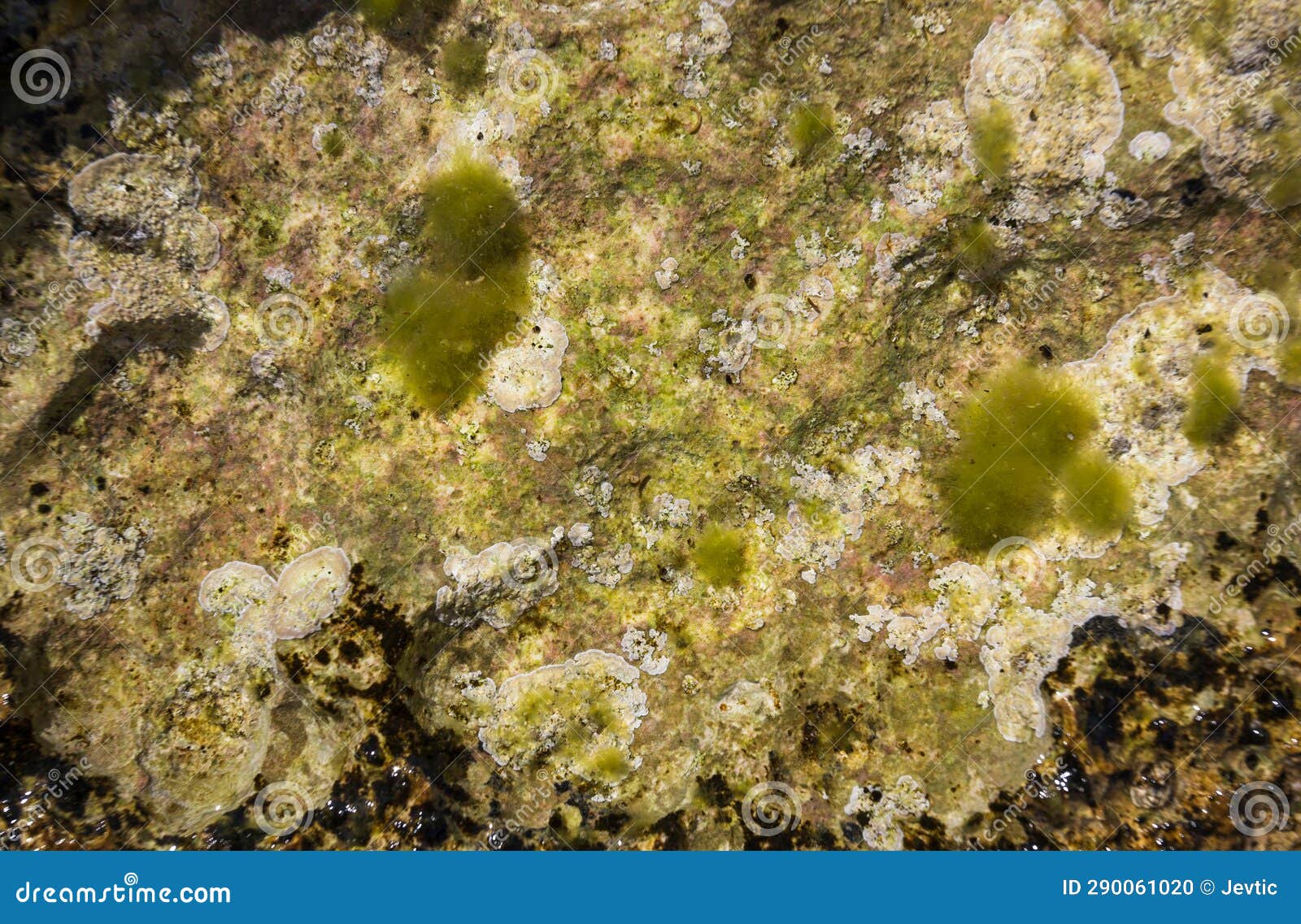 Stone with Algae in Salt Water Stock Photo - Image of mossy, stone ...