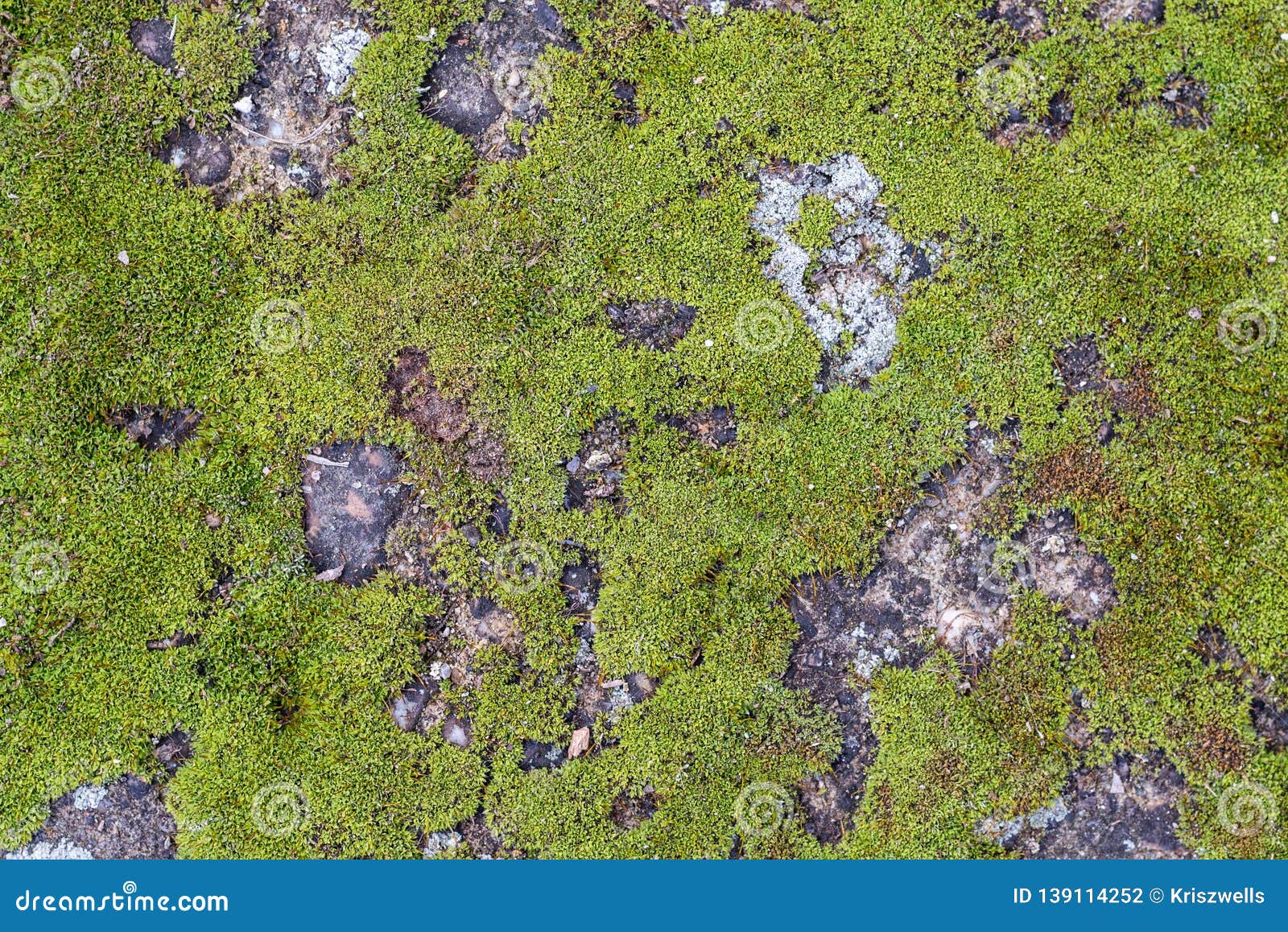 Stone Background with Green Moss Stock Photo - Image of stone ...